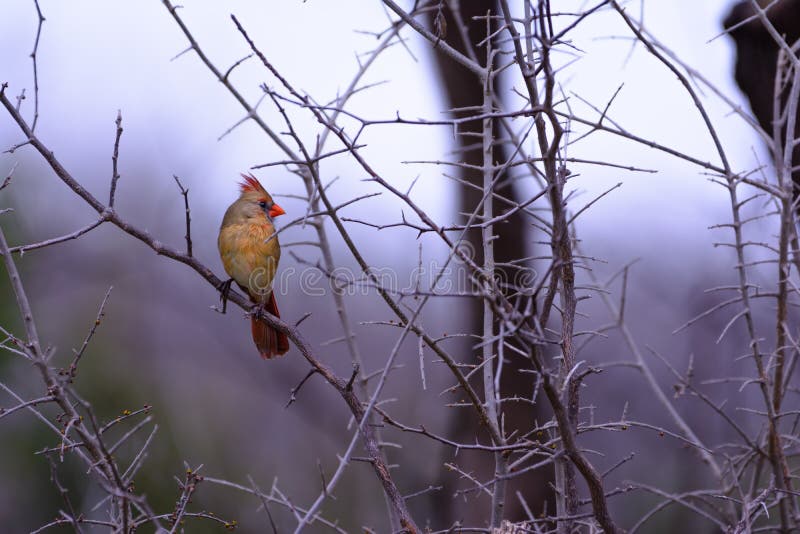 Female Cardinal Bird Perched Tree Looking Right Stock Image - Image of ...