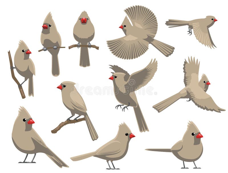 Female Cardinal Bird Winter Red Various Poses Cartoon Vector Character ...