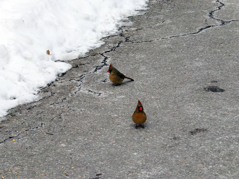 Cardinal Birds stock photo. Image of asphalt, undefined - 363677392