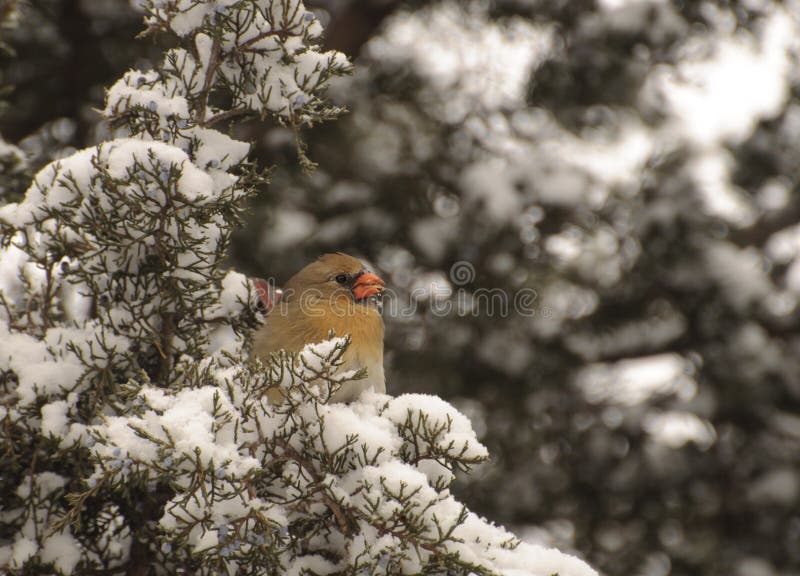 Winter Cardinal stock photo. Image of blue, cardinals - 36962866
