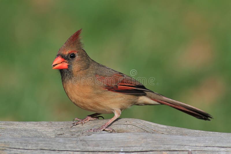 Female Cardinal on White stock image. Image of wildlife - 38785705