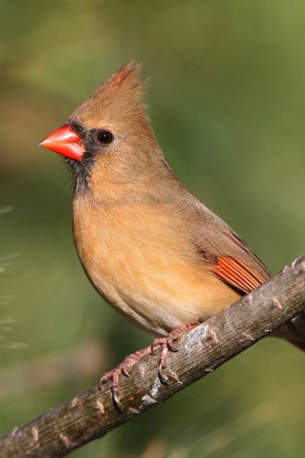 Female Cardinal on a Branch Stock Image - Image of songbird, avian ...