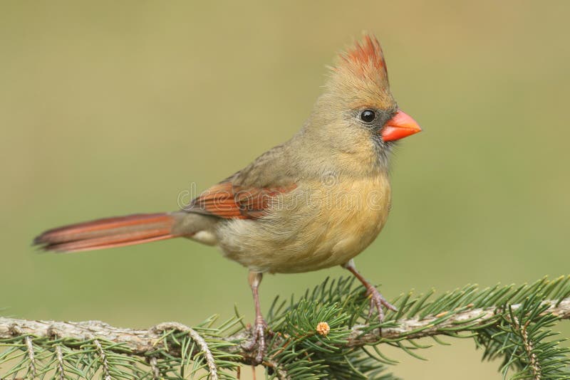 Female Cardinal On Pine Branch Stock Image - Image of tree, cardinal ...