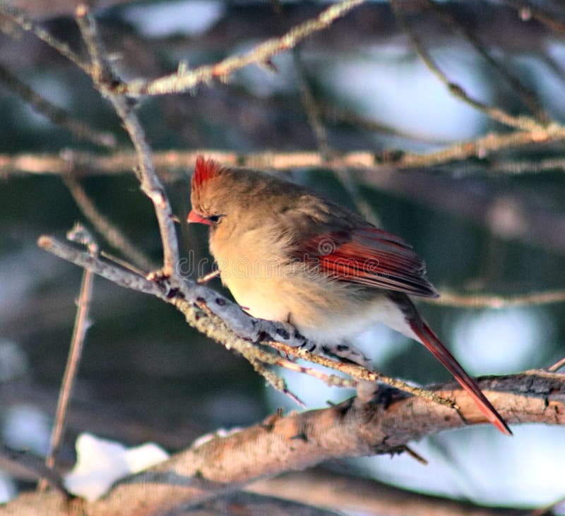 Female Cardinal on the Branches Stock Image - Image of cardinal ...