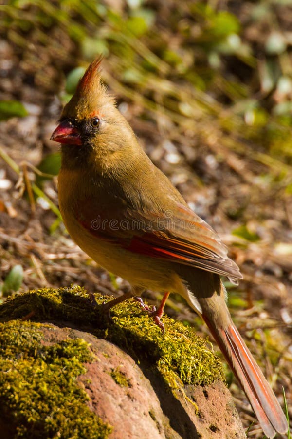 Female Cardinal Cardinalidae Stock Photo - Image of stare, beak: 50019980