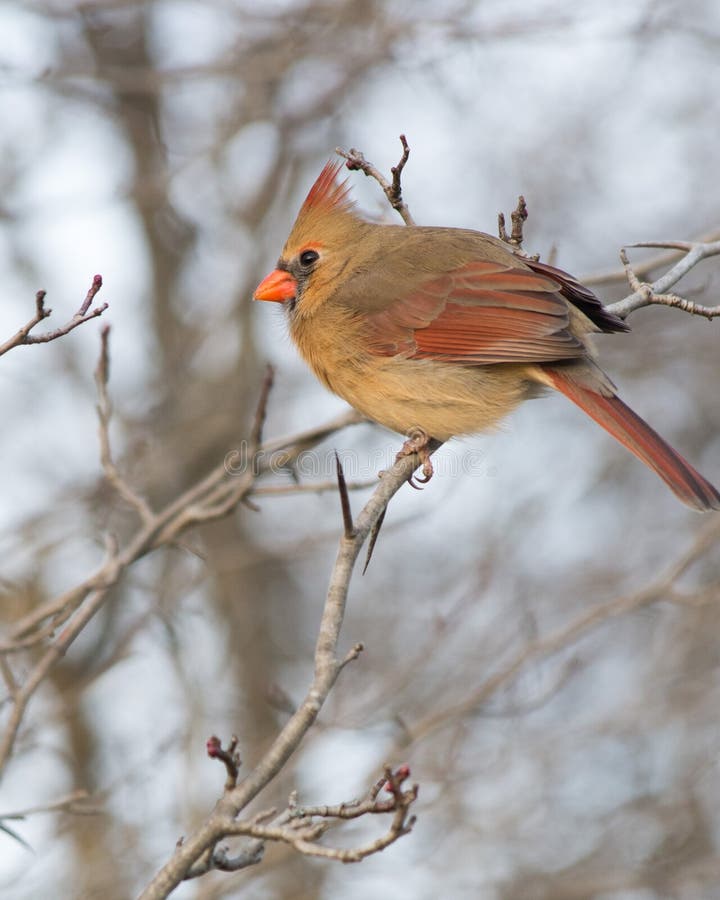 Two Female Cardinals stock photo. Image of birdwatching - 13179198