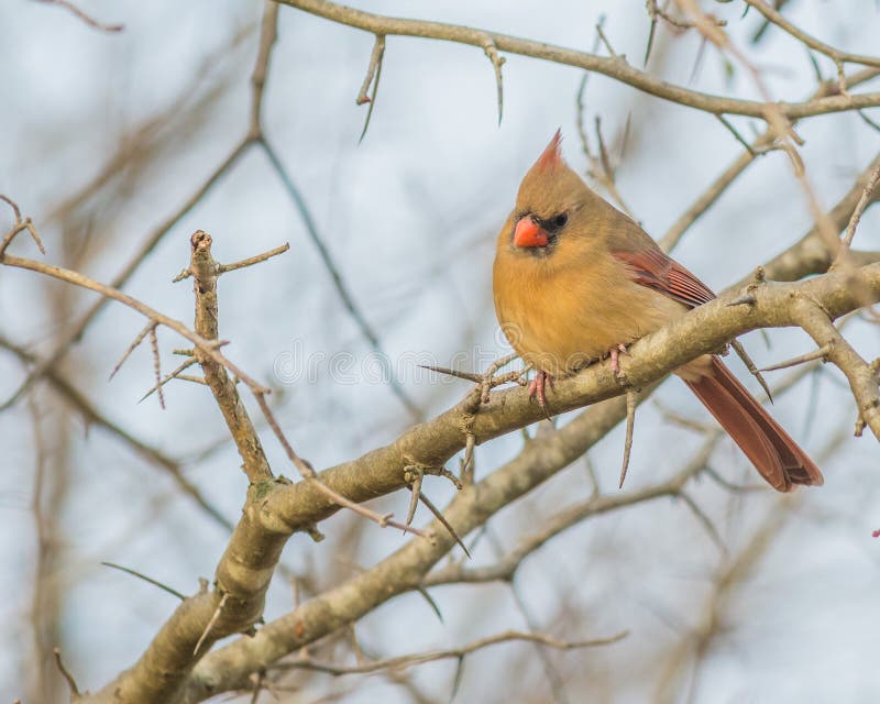 Female Cardinal stock photo. Image of birding, bird, perched - 47549174