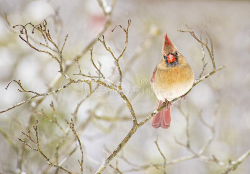 Pair of Northern Cardinals stock image. Image of wing - 13428113