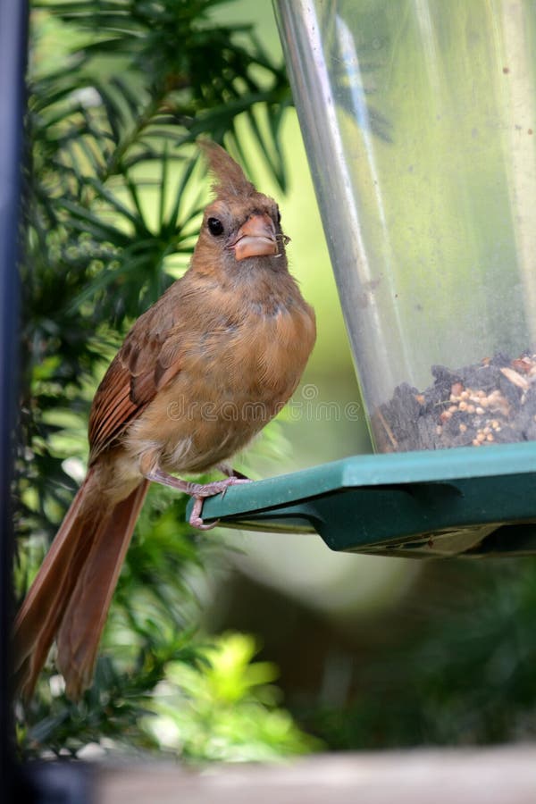 Female cardinal stock photo. Image of claws, cardinal - 94642786