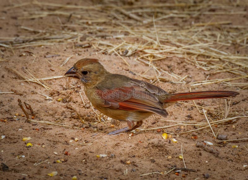 Female Cardinal stock image. Image of orange, bird, branch - 254329855