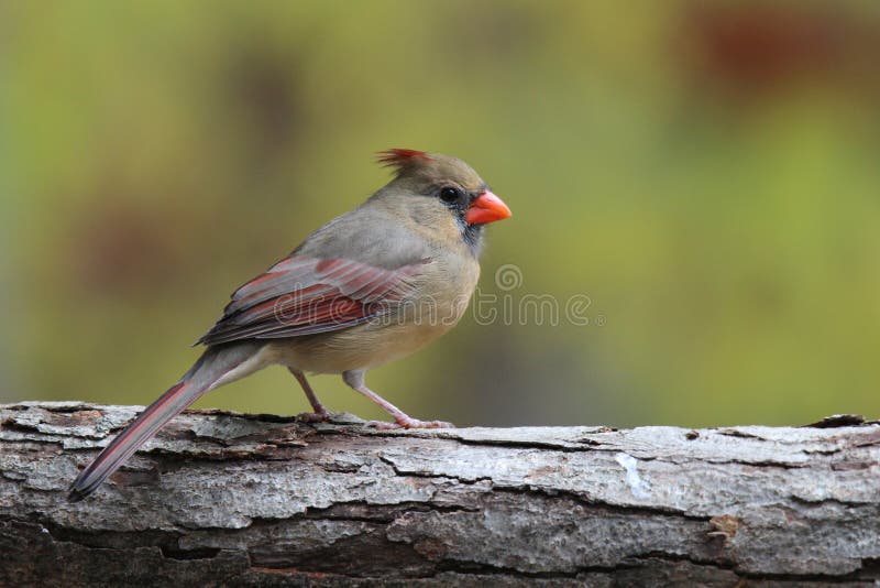 Female Cardinal in Fall stock photo. Image of wild, festive - 80290268