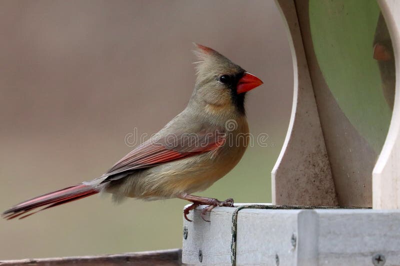 Female cardinal stock image. Image of wildlife, reflection - 271395161