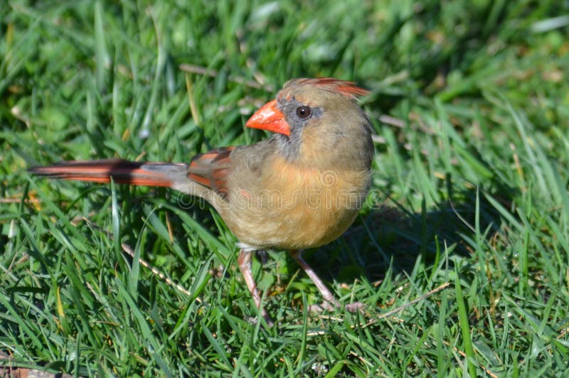 Female Cardinal in Grass Field Stock Image - Image of birds, bird ...