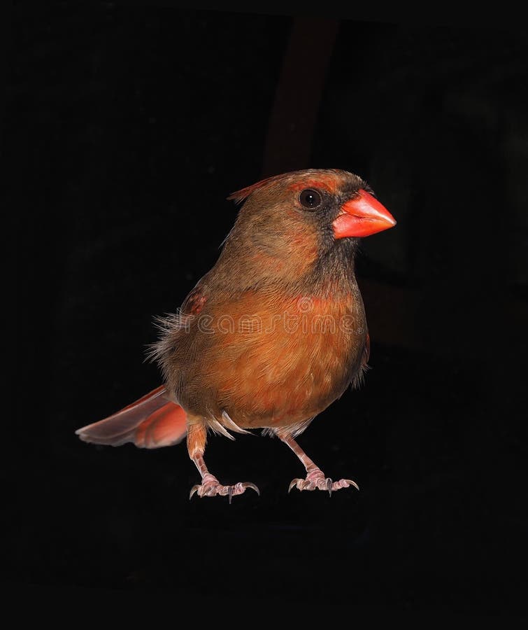 Female Cardinal Isolated on Black Stock Image - Image of female ...