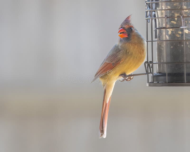 Female Cardinal Perched stock image. Image of songbird - 269370681