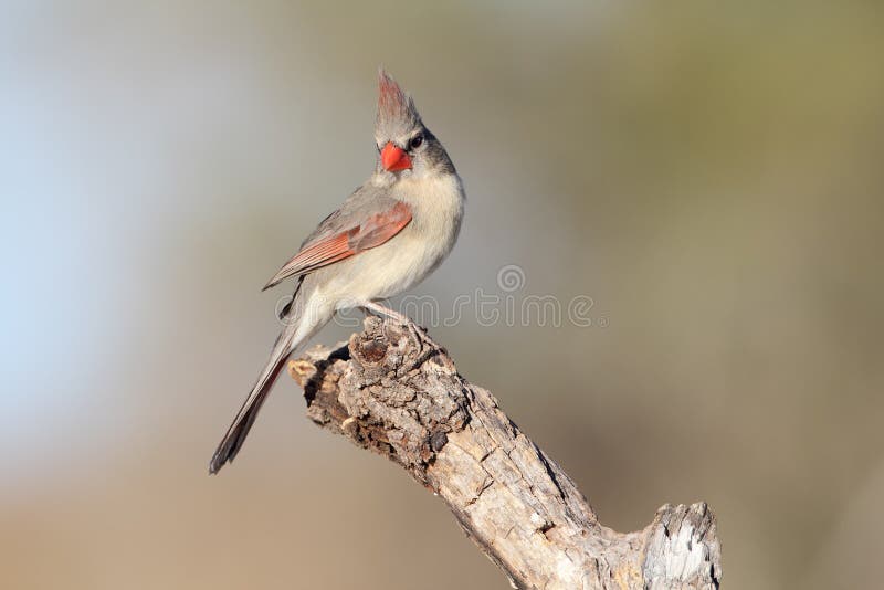 Female Cardinal Perched on a Branch Stock Image - Image of america ...