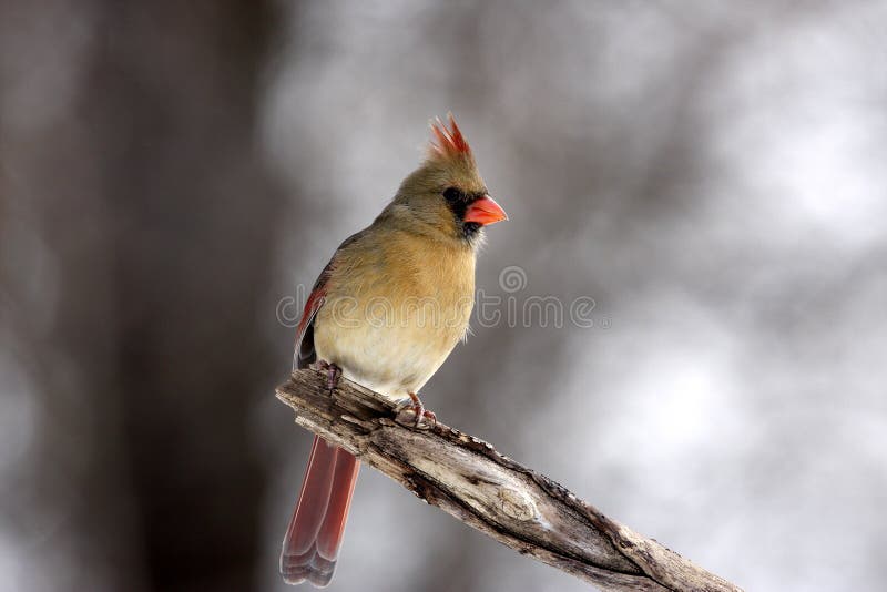 Female cardinal stock photo. Image of beak, eyed, dark - 89775754