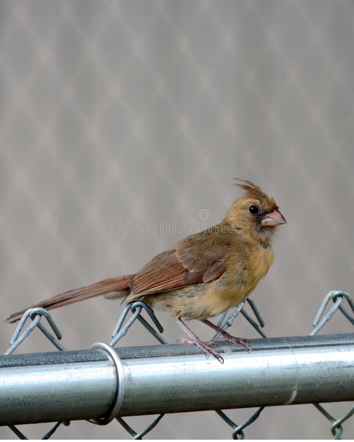 Female cardinal stock photo. Image of deck, perched, claws - 94642794
