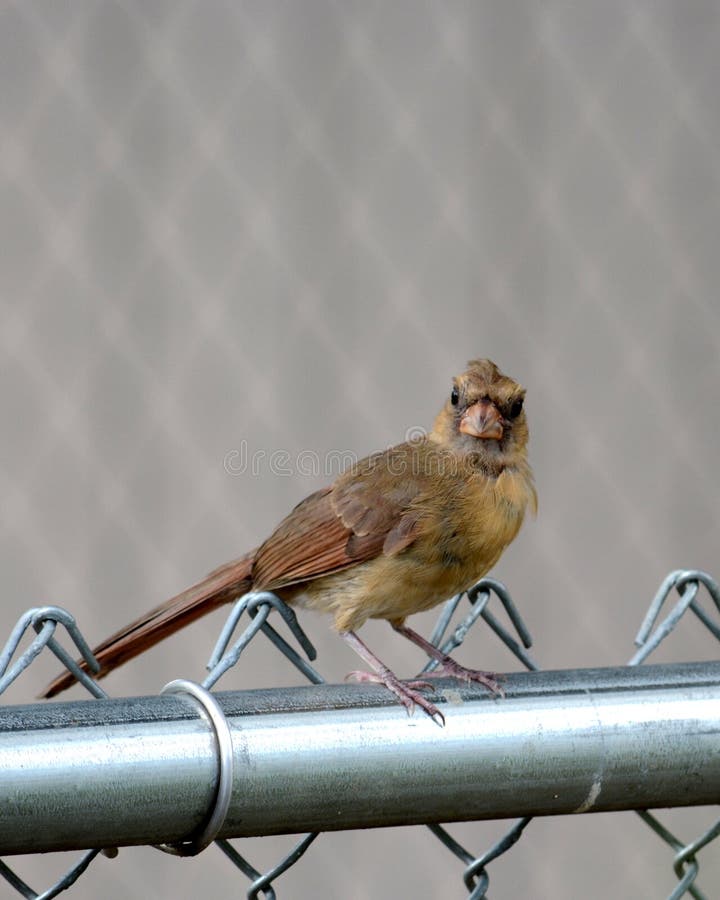 Female cardinal stock photo. Image of claws, bird, rail - 94642760