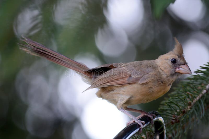 Female Cardinal Pine Tree Stock Photos - Free & Royalty-Free Stock ...