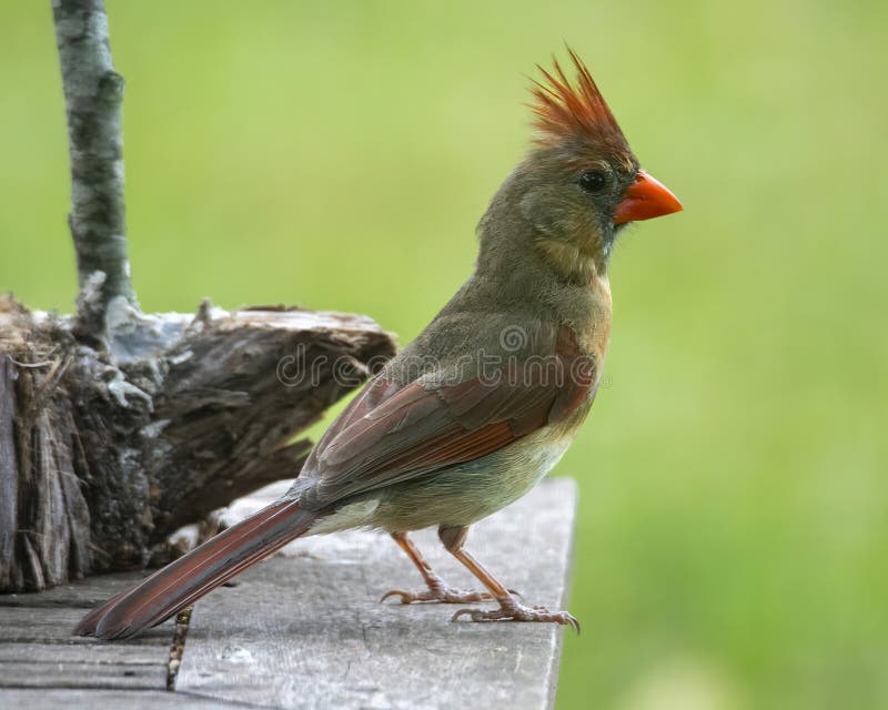 Female Cardinal Perched stock photo. Image of perched - 275873288