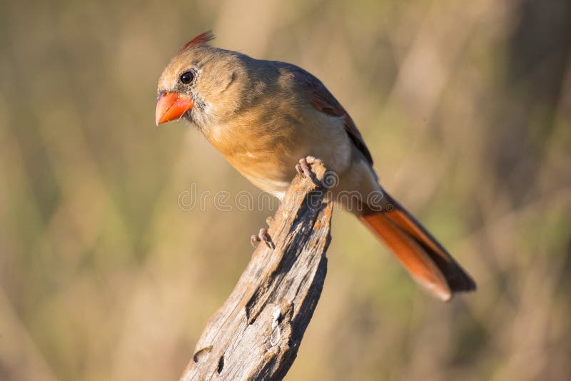 Female cardinal in profile stock image. Image of beak - 83316715