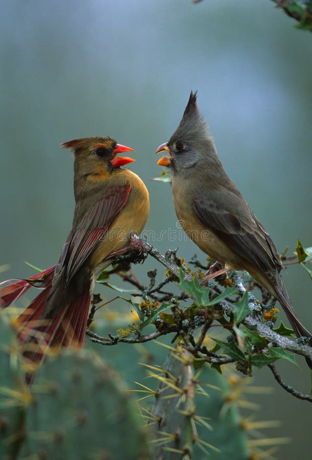 Pair of Northern Cardinals stock image. Image of wing - 13428113