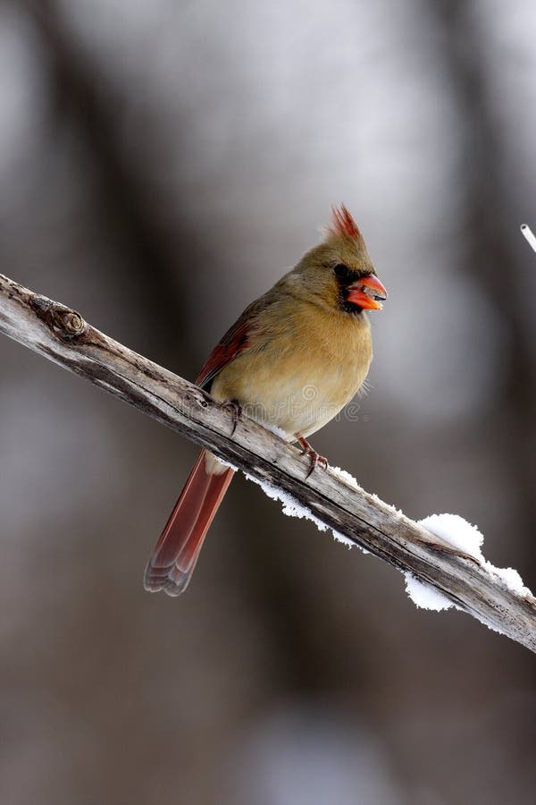 Female cardinal stock photo. Image of feed, chicago, cold - 89775836