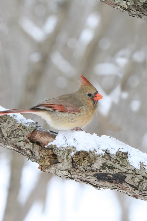 Female Cardinal on Snowy Tree Branch Stock Image - Image of bird, birds ...