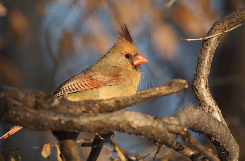 Cardinal in spring stock image. Image of birdwatching - 18146631