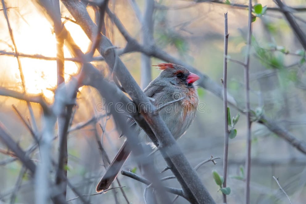 Female Cardinal in the Tree Branches Stock Image - Image of singing ...