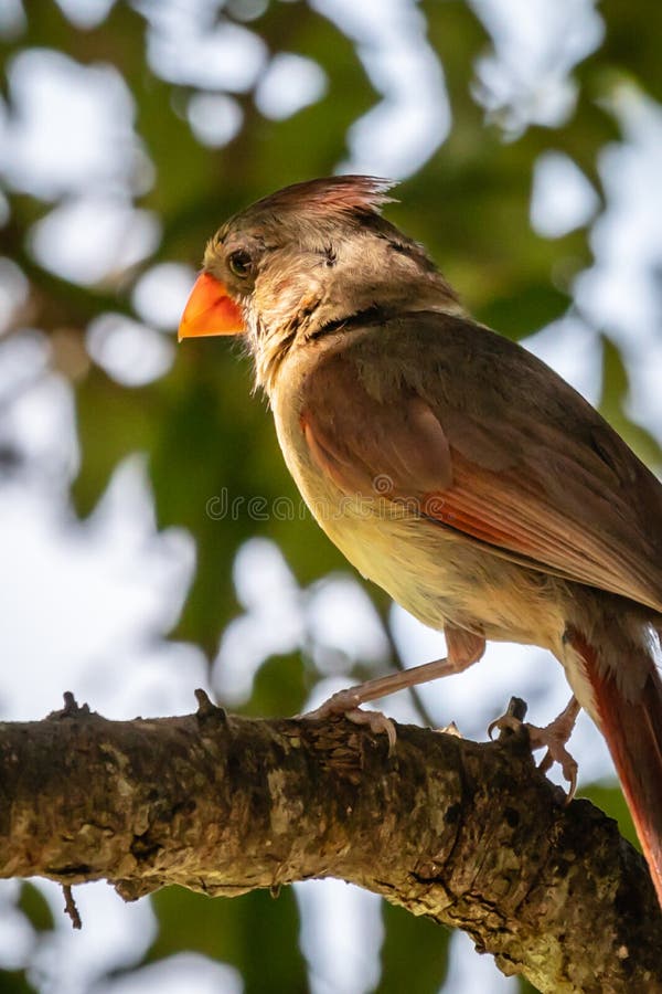 Female Cardinal on a Tree Limb Stock Photo - Image of redbird, orange ...
