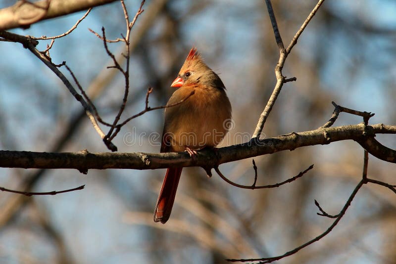 Female cardinal in tree stock image. Image of tree, cardinal - 109273617