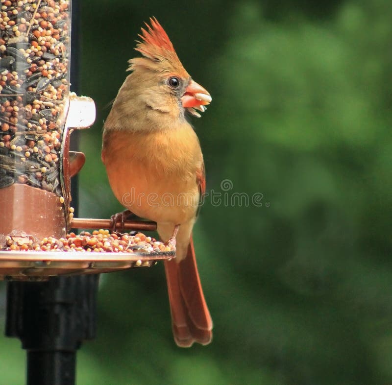 Female Cardinal W 2 Stock Photos - Free & Royalty-Free Stock Photos ...