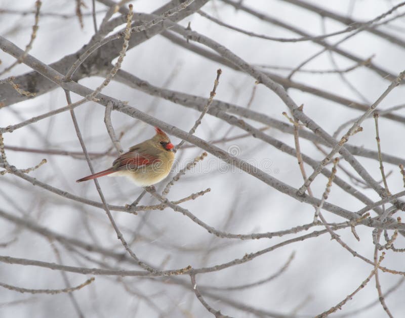 Female Cardinal in Winter stock photo. Image of feathers - 63319732