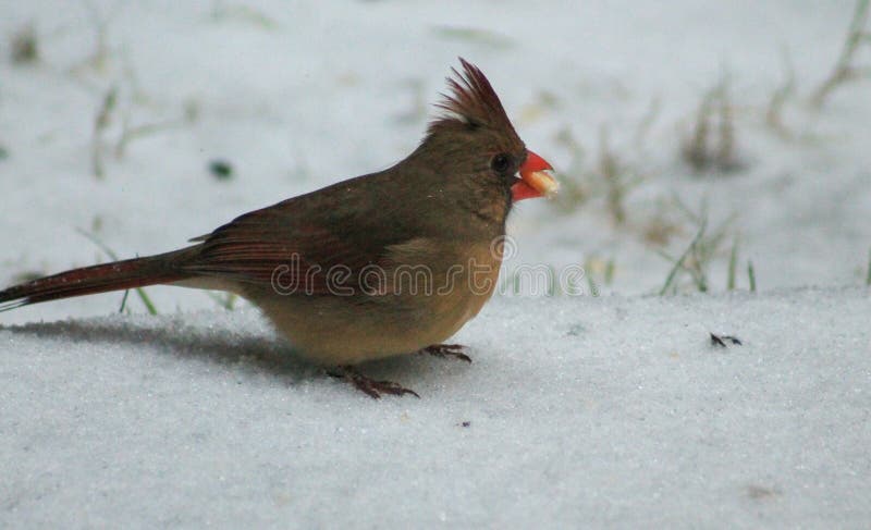 Female Cardinal winter 4 stock image. Image of snow, snowy - 73193783