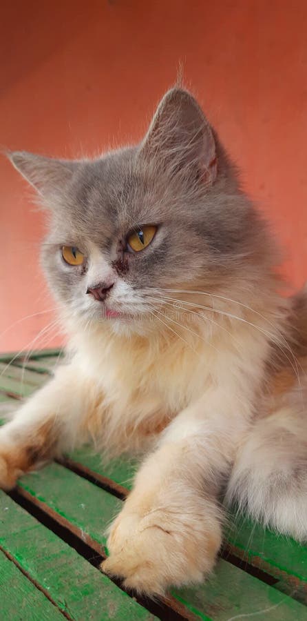 Female Cat Anger Expression is Funny Stock Photo - Image of expression ...