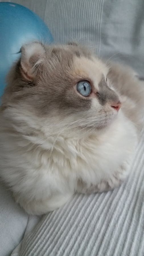 Female Cat with Blue Eyes and Long Hairs Stock Photo - Image of female ...
