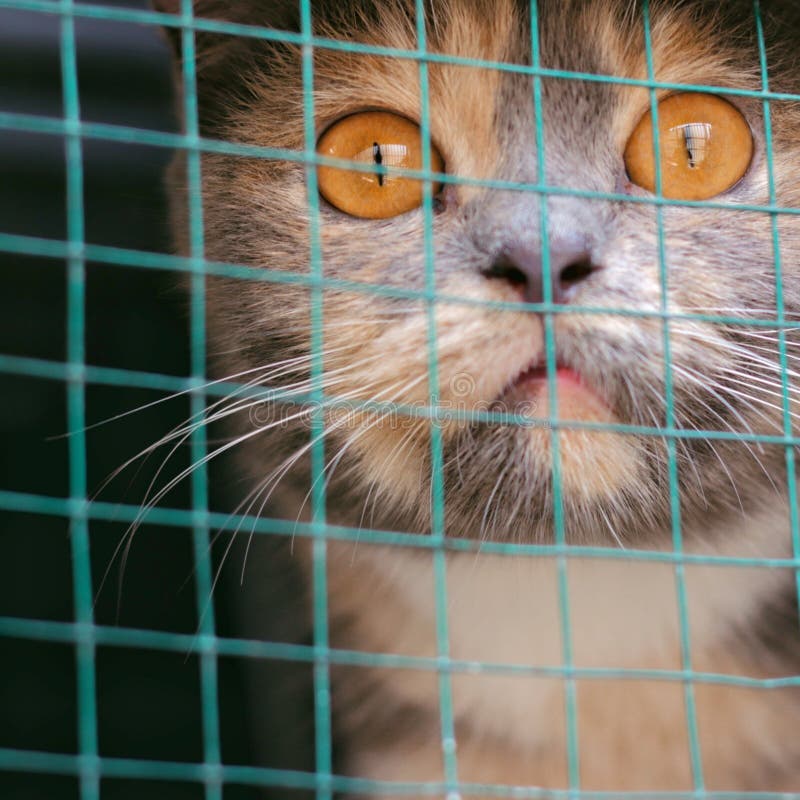 Pikenose Stock Photos - Free & Royalty-Free Stock Photos from Dreamstime