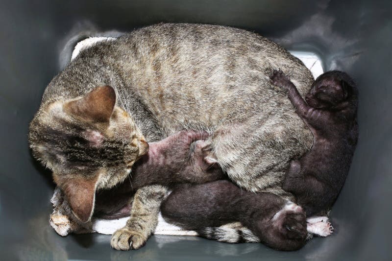 A Female Cat with Her Kittens Stock Photo - Image of animal, snout ...