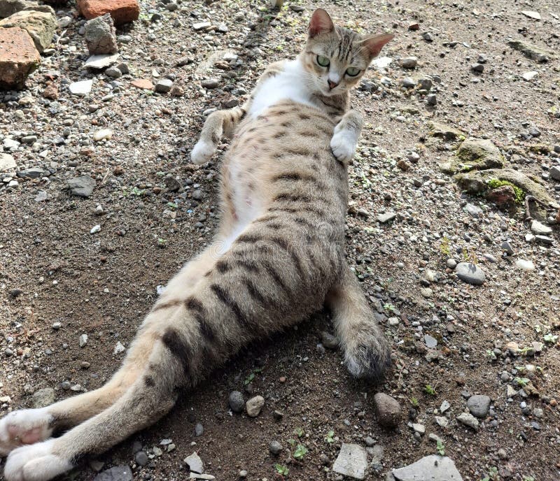 The Female Cat Poses Cute and Adorable Stock Photo - Image of female ...