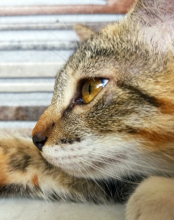 Female Cat Shot from Side Face Stock Image - Image of cute, love: 220219445