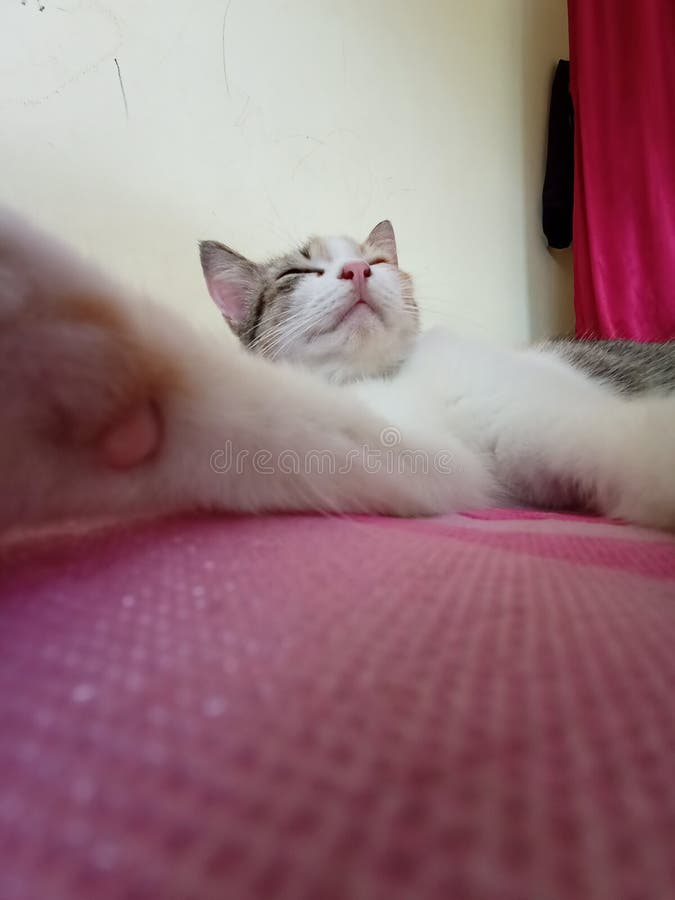 Female cat taking selfie stock photo. Image of baby - 262150878