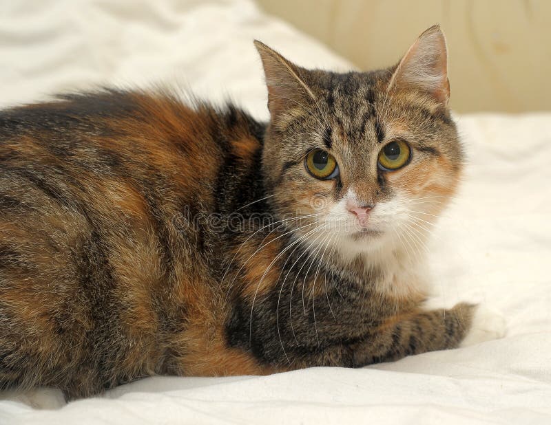 Female Cat, Cat with Three Colors Stock Photo - Image of gata, eyes ...