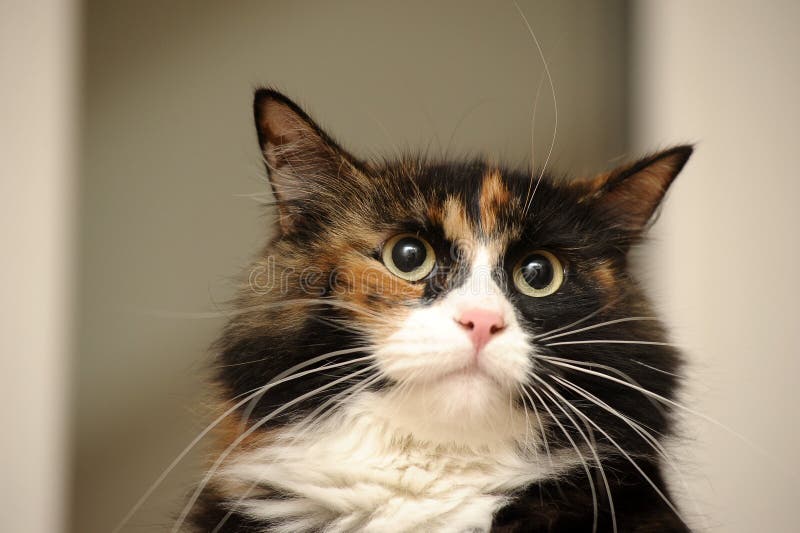 Female Cat, Cat with Three Colors Stock Photo - Image of home, eyes ...