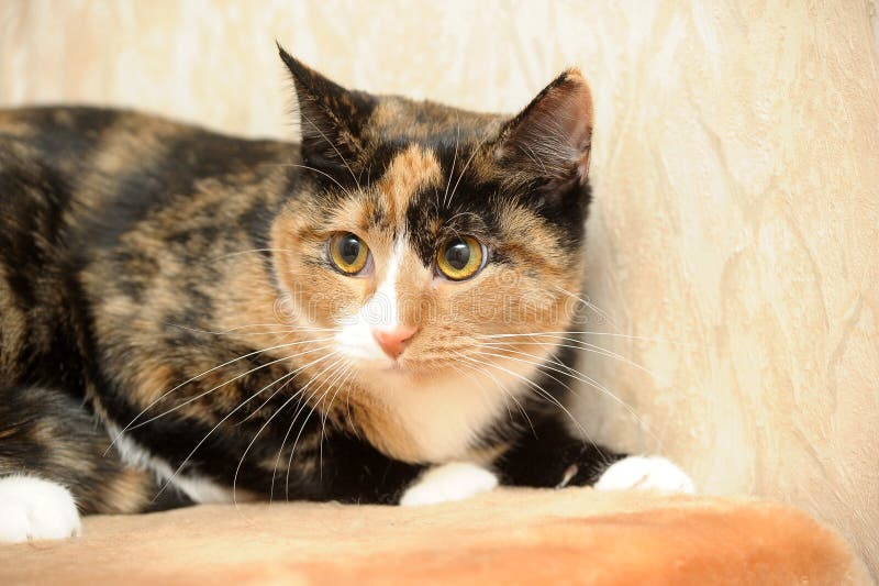 Female Cat, Cat with Three Colors Stock Image - Image of observant ...
