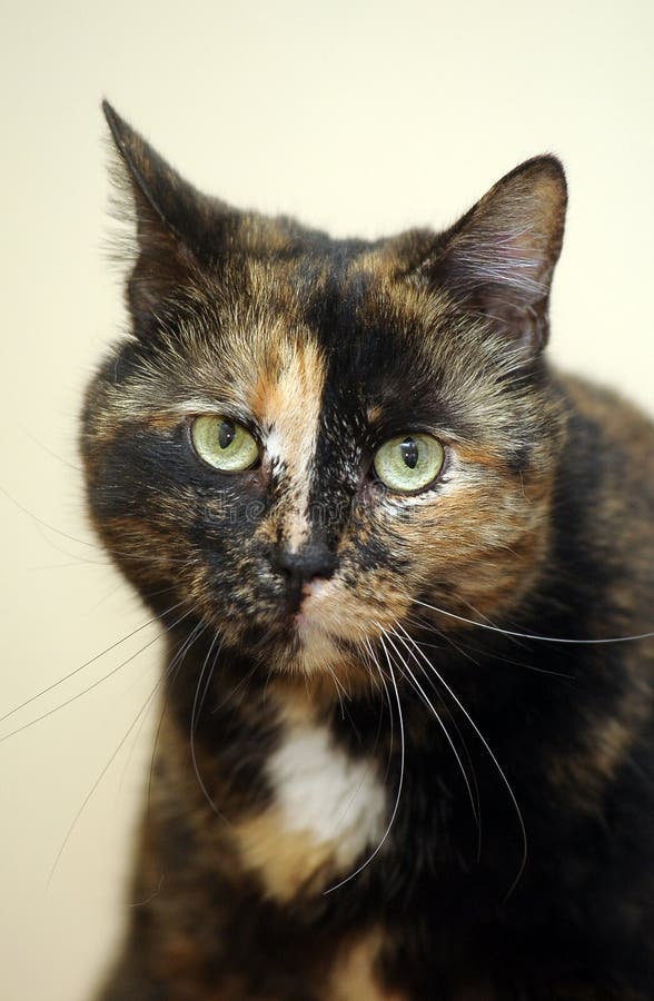 Female Cat, Cat with Three Colors Stock Photo - Image of eyes, alone ...