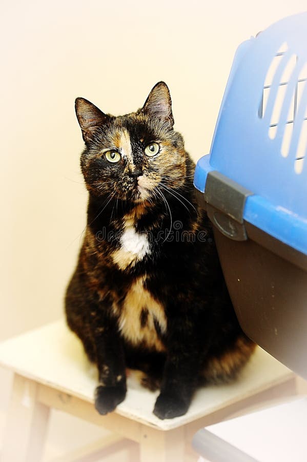 Female Cat, Cat with Three Colors Stock Photo - Image of nose, cute ...