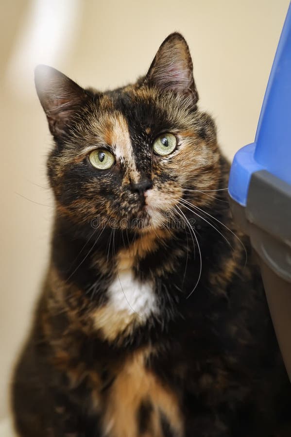 Female Cat, Cat with Three Colors Stock Image - Image of animal, fluffy ...