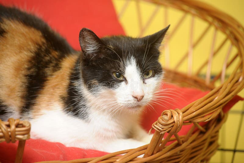 Female Cat, Cat with Three Colors Stock Photo - Image of adorable ...